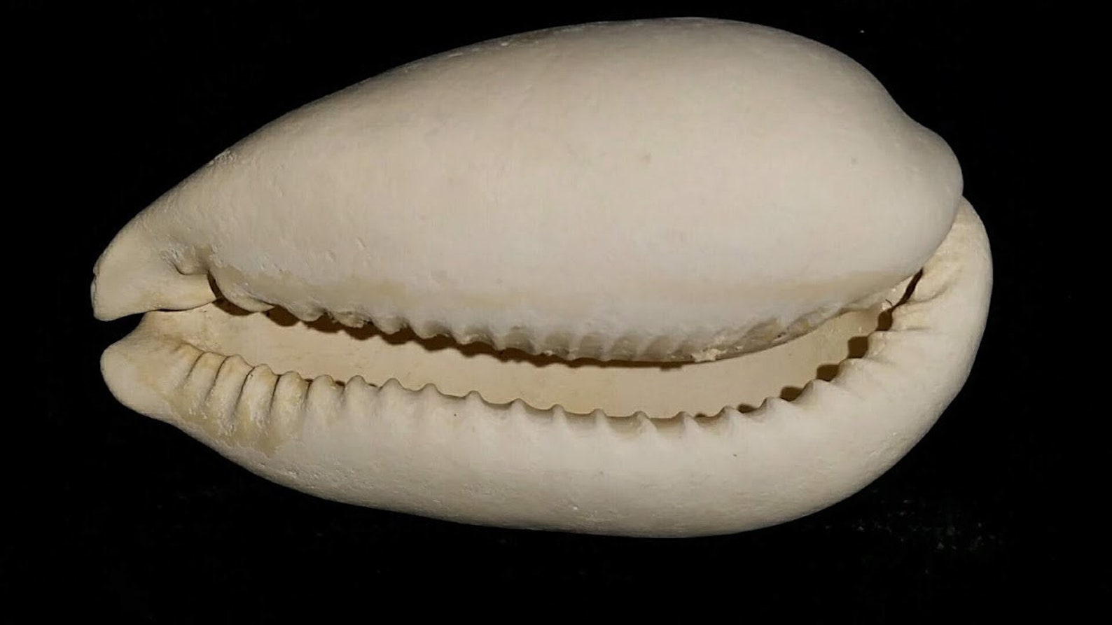 Florida Fossil / Fossilized Siphocypraea Cypraea Cowrie Gastropod ...