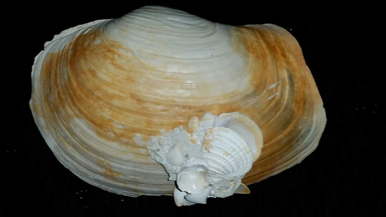 Florida Fossil Panopea Floridana Sea Shell With Blister Pearls ...