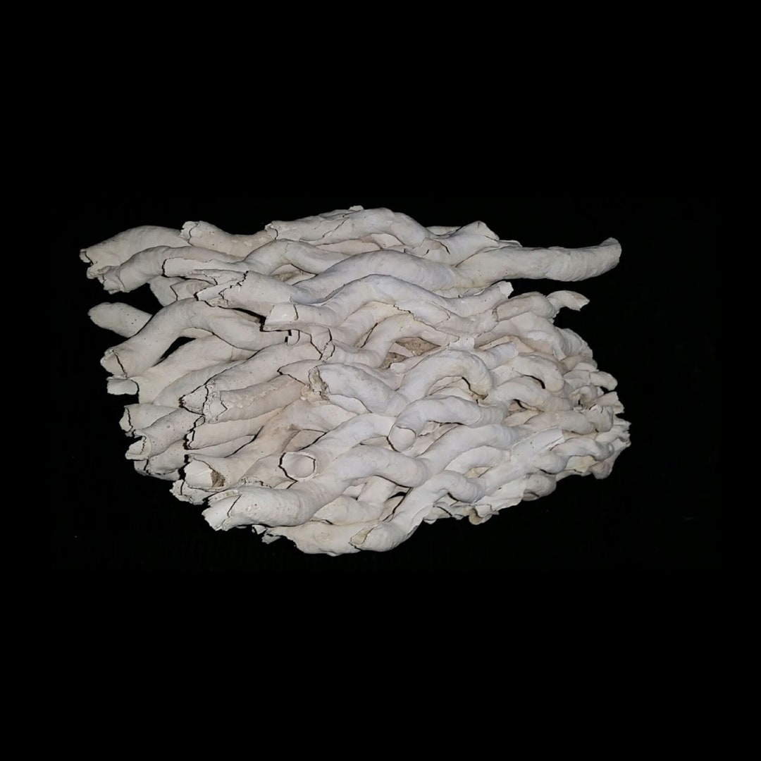 Fossil Worms Large Vermicularia Recta Fossilized Florida - Etsy