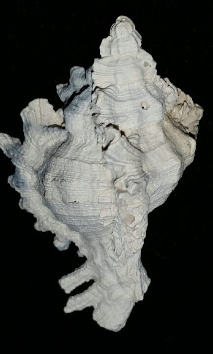 Fossil / Fossilized Florida Muricidae Murex Sea Shell - Etsy