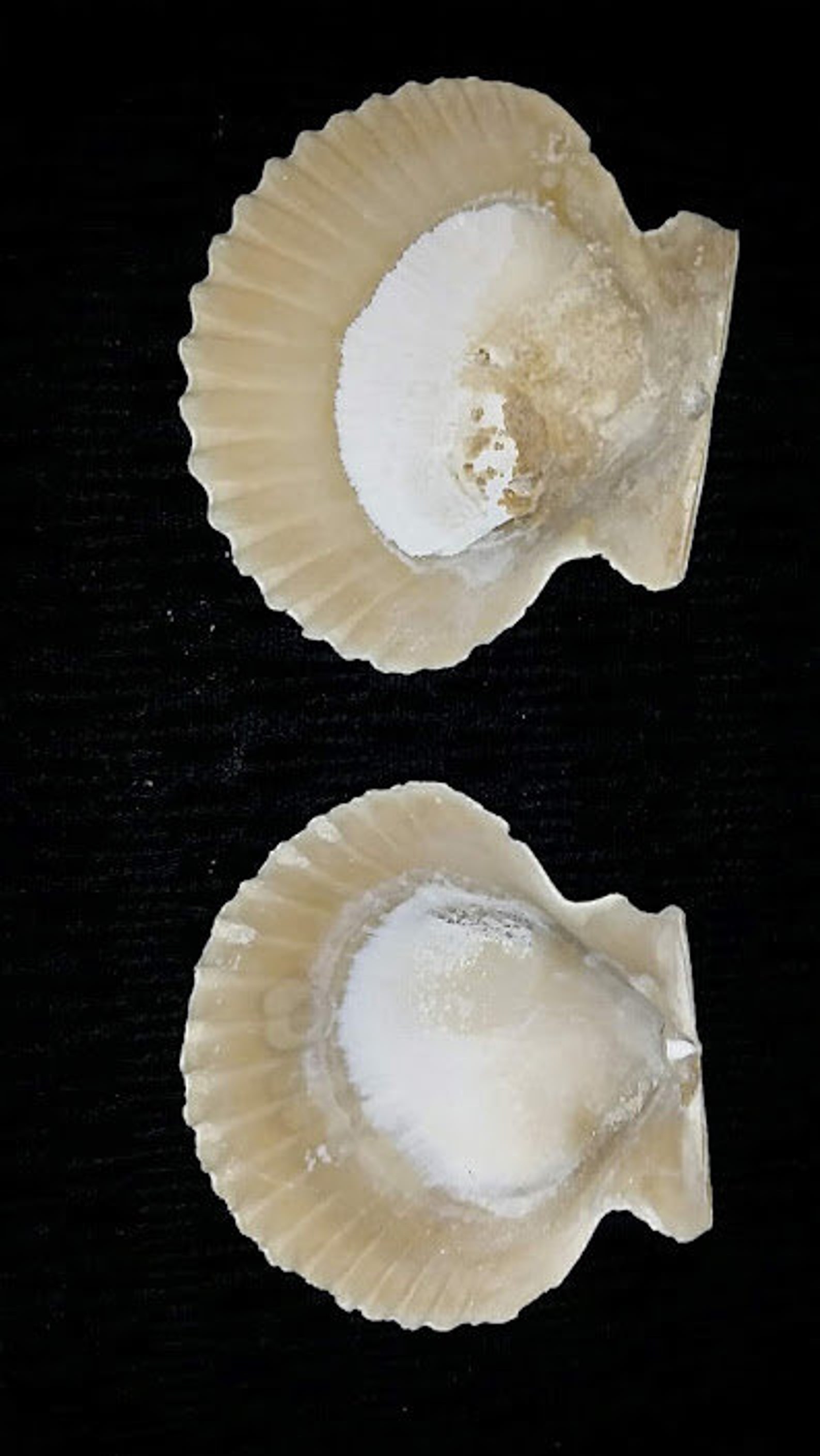 Fossil / Fossilized Whole Both Halves Pectin Bivalve Sea Shell Florida ...