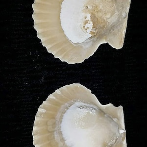 Fossil / Fossilized Whole Both Halves Pectin Bivalve Sea Shell Florida ...