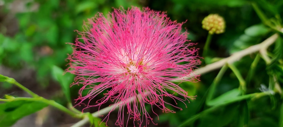 1 -1/2' Pink Powderpuff Calliandra Tree Tropical Pink Flowers Powder ...