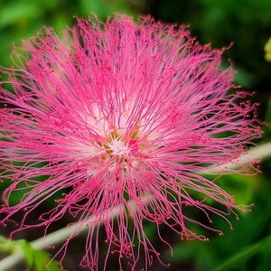 1 -1/2' Pink Powderpuff Calliandra Tree Tropical Pink Flowers Powder ...