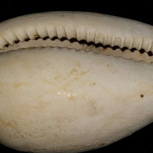 Florida Fossil / Fossilized Siphocypraea Cypraea Cowrie Gastropod ...