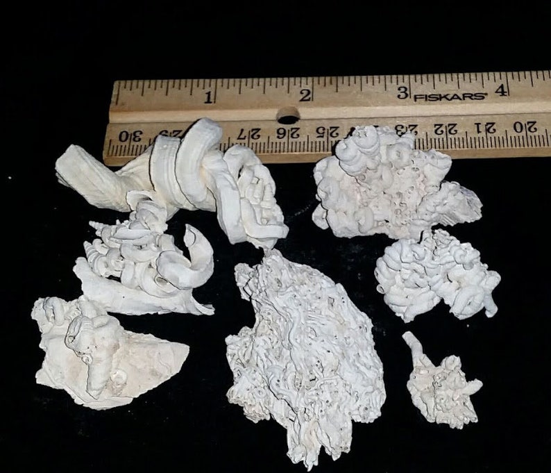 Florida Fossil / Fossilized Worms Various Worms and Various Sizes and ...