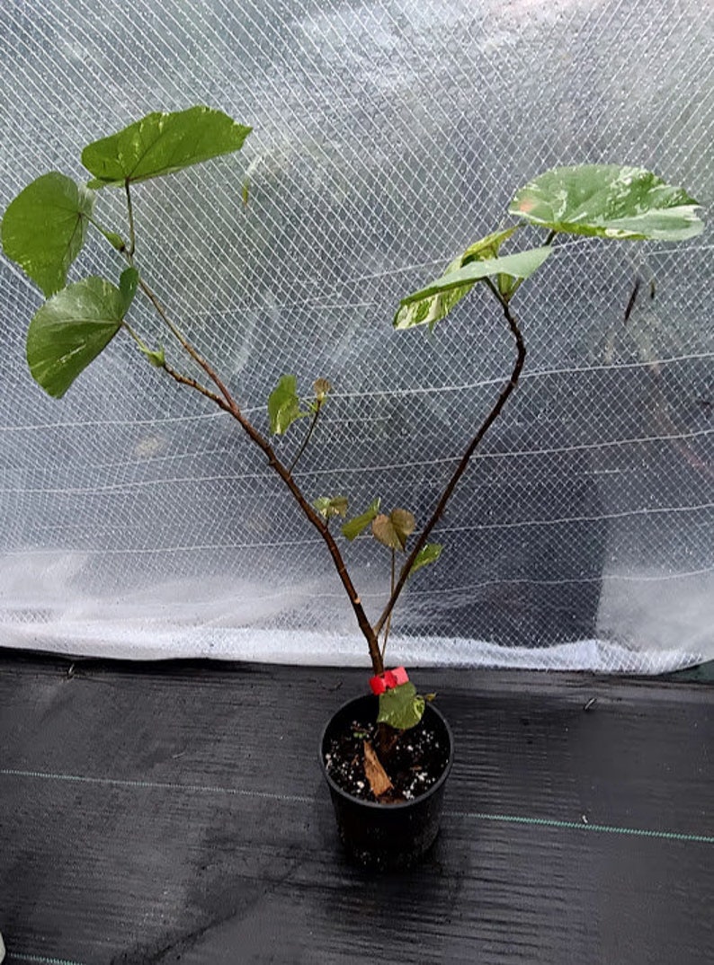 1 Variegated Tricolored Tillaceus Mahoe Sea Hibiscus Live Tropical Tree ...