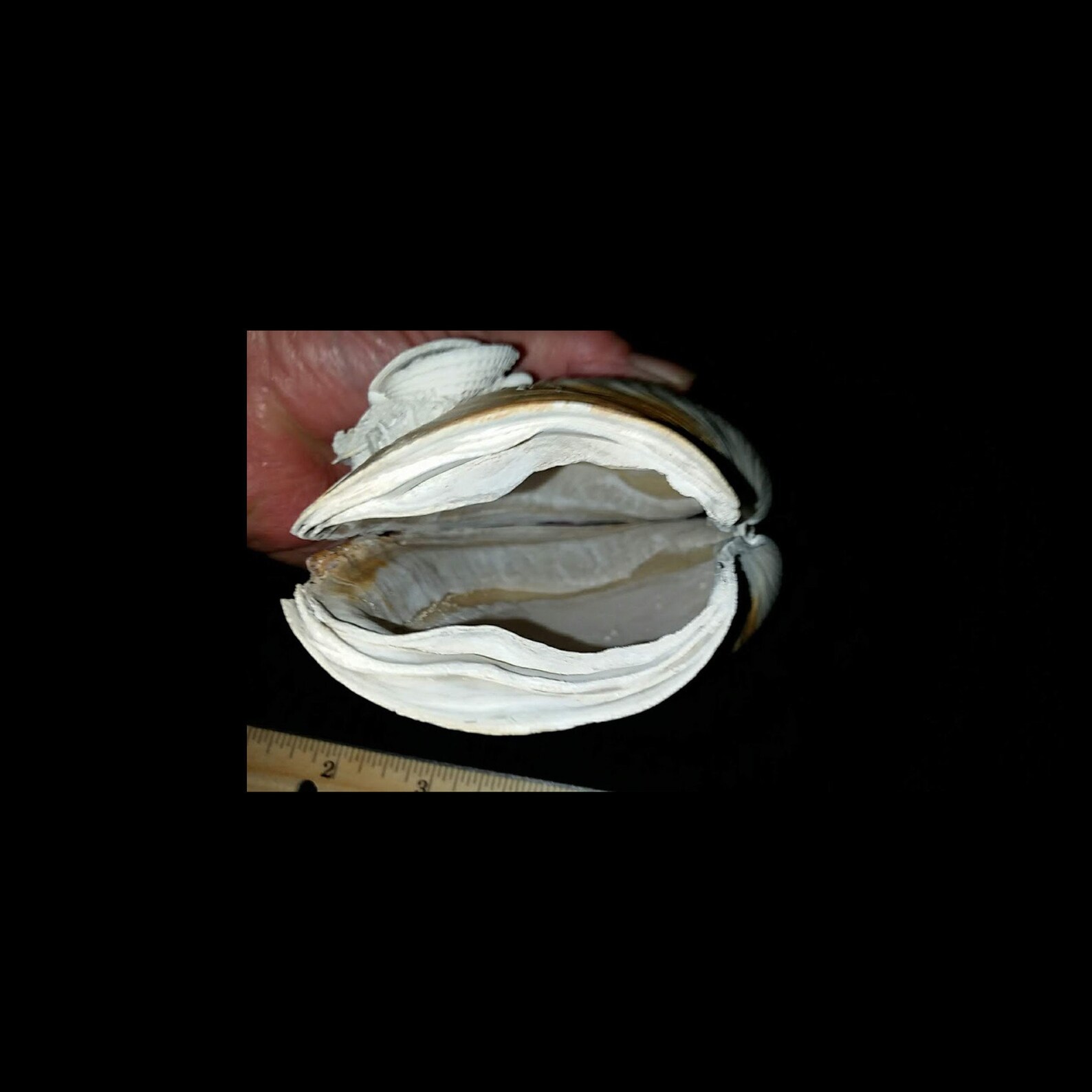 Florida Fossil Panopea Floridana Sea Shell With Blister Pearls ...