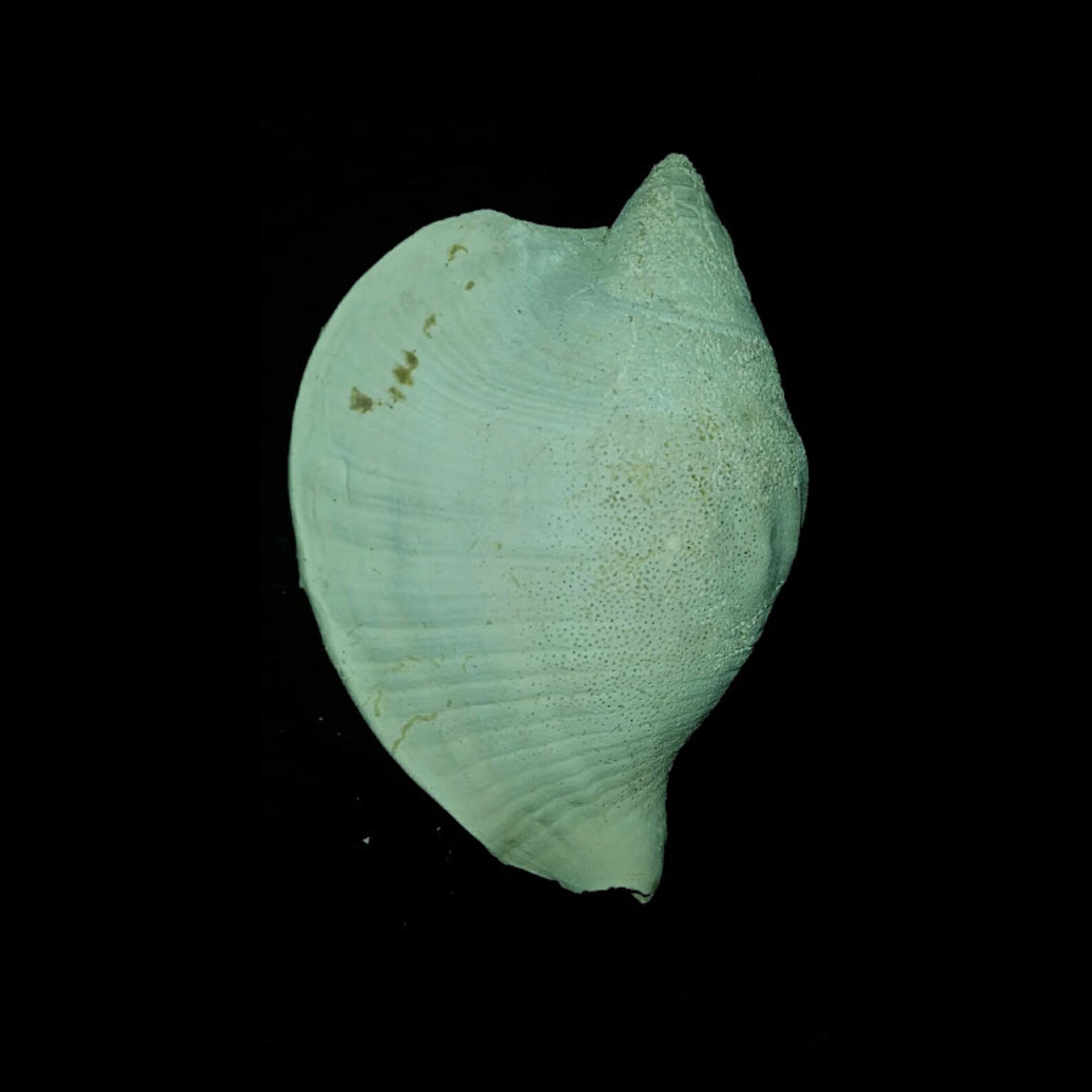 Extinct Florida Fossil Fossil Strombus Shell Macrostrombus Brachior Sea ...