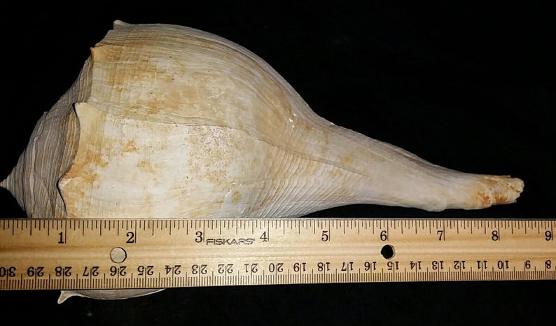 Florida Fossil Whelk Sea Shell All Natural Fossilized - Etsy