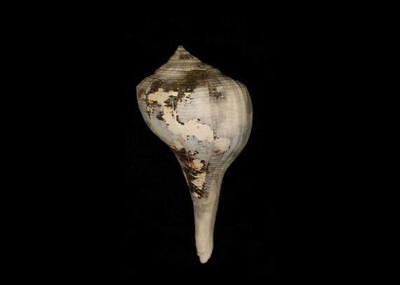Florida Fossil Whelk Sea Shell All Natural Fossilized - Etsy