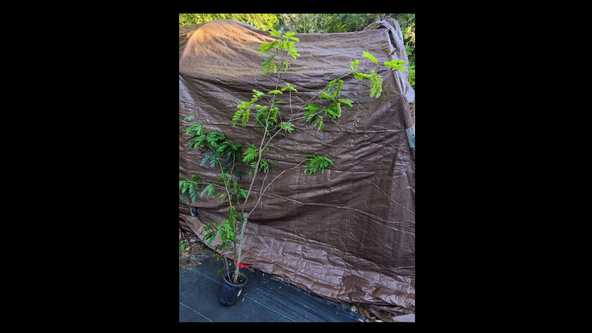 6' Pink Powderpuff Calliandra Tree Tropical Pink Flowers Powder Puff ...