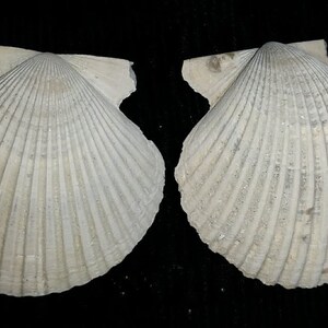 Fossil / Fossilized Whole Both Halves Pectin Bivalve Sea Shell Florida ...