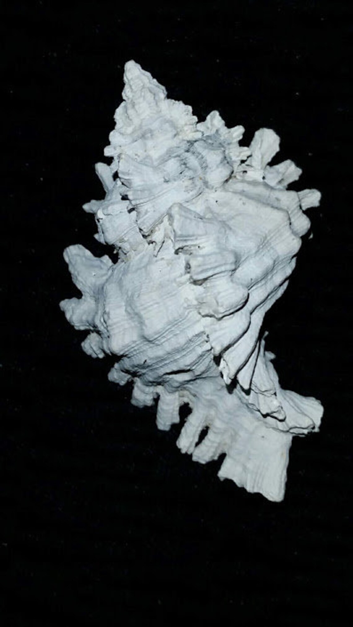 Fossil / Fossilized Florida Muricidae Murex Sea Shell Mollusk Great ...