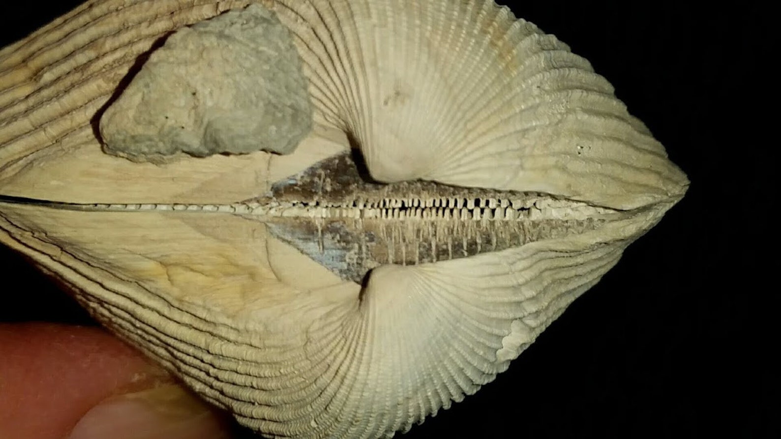 Fossil / Fossilized Arca Whole Both Halves Arca Bivalve Sea Shell ...