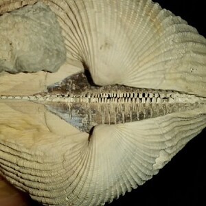 Fossil / Fossilized Arca Whole Both Halves Arca Bivalve Sea Shell ...