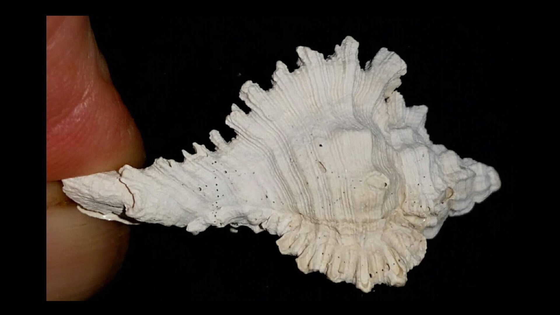 Fossil / Fossilized Florida Muricidae Murex Sea Shell - Etsy