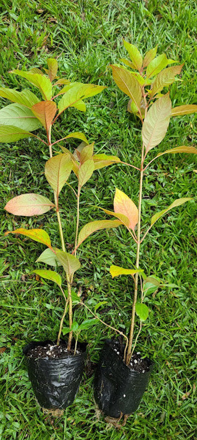 1 Firebush Starter Plant,yellow Orange Tubular Flowers Attracts ...