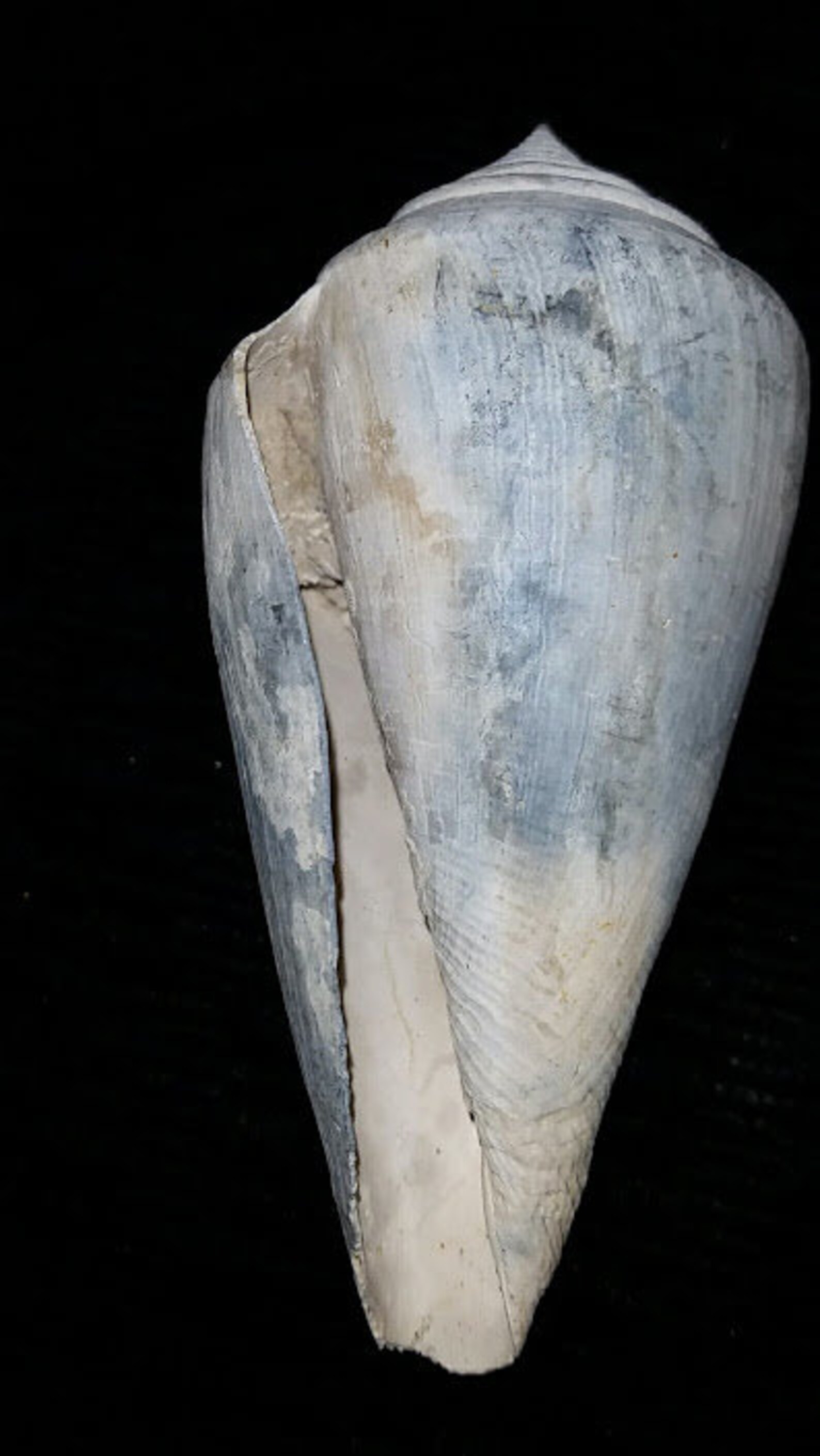 Blue & White Fossil / Fossilized Left Handed Cone Conidae Sea - Etsy