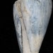 Blue & White Fossil / Fossilized Left Handed Cone Conidae Sea - Etsy