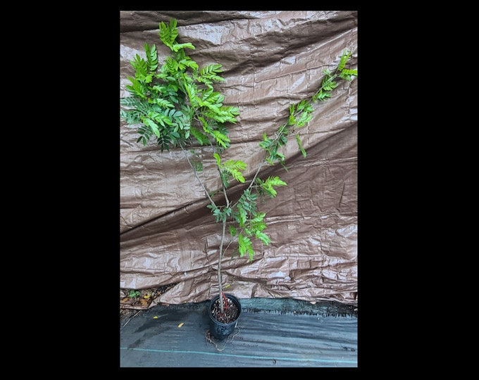 5' Red Powderpuff Calliandra Tree Tropical Red Flowers Live Powder Puff ...