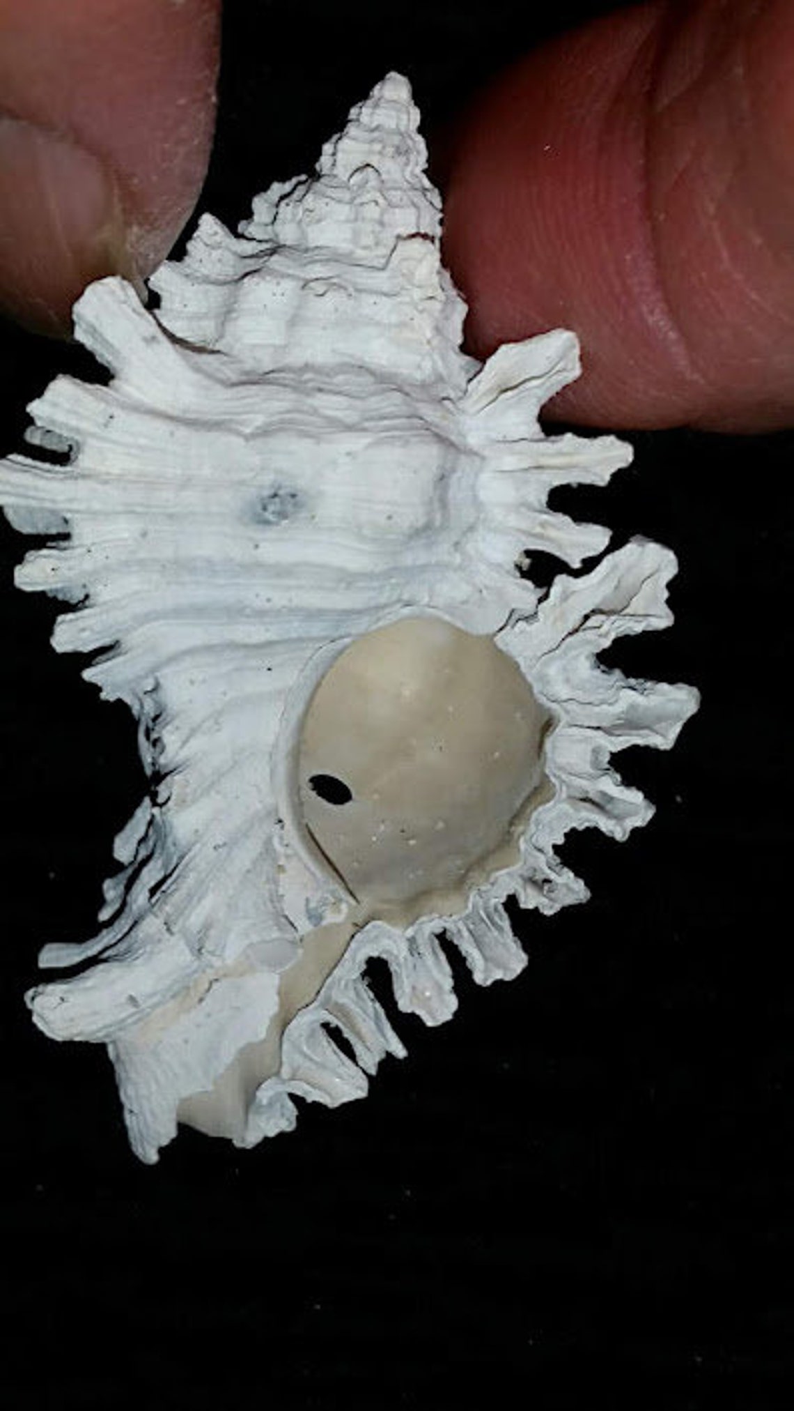 Fossil / Fossilized Florida Muricidae Murex Sea Shell Mollusk Great ...