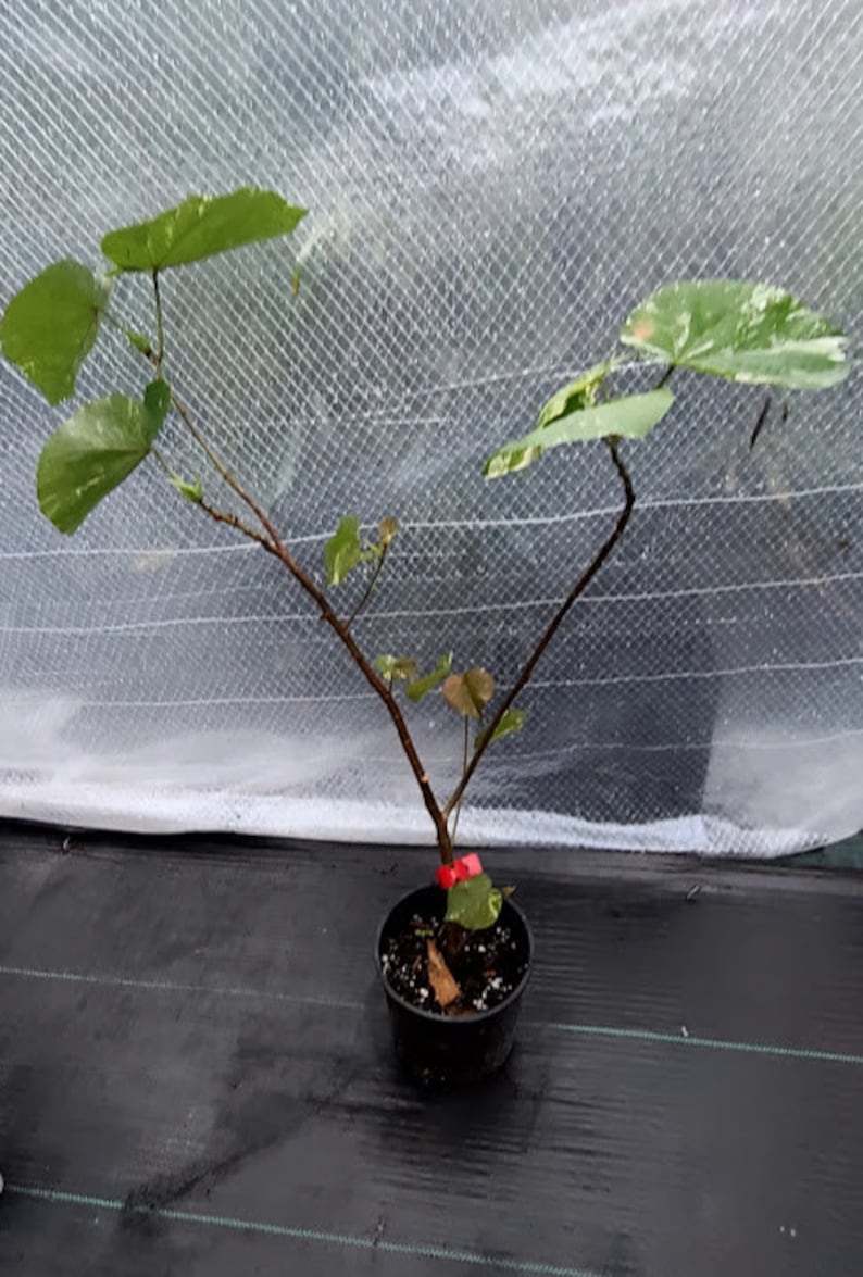 1 Variegated Tricolored Tillaceus Mahoe Sea Hibiscus Live Tropical Tree ...