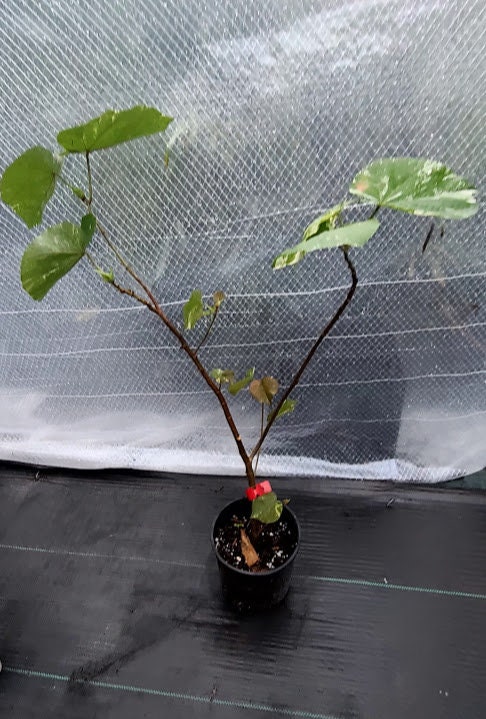 1 Variegated Tricolored Tillaceus Mahoe Sea Hibiscus Live Tropical Tree ...