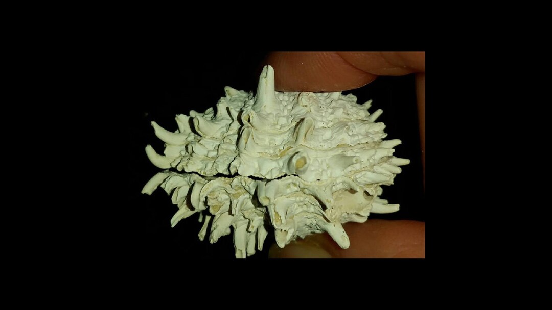 Florida Fossil / Fossilized Whole Arcinella Cornuta Aka Spiney Jewel ...