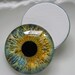 Glass Eyes, Gold Eyes, Golden Eyes, Doll Eyes, Human Eyes, Animal Eyes ...