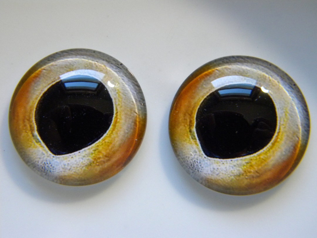 Glass Eyes, Fish Eyes, Reptile Eyes, Trout Eyes, Lizard Eyes, Snake ...