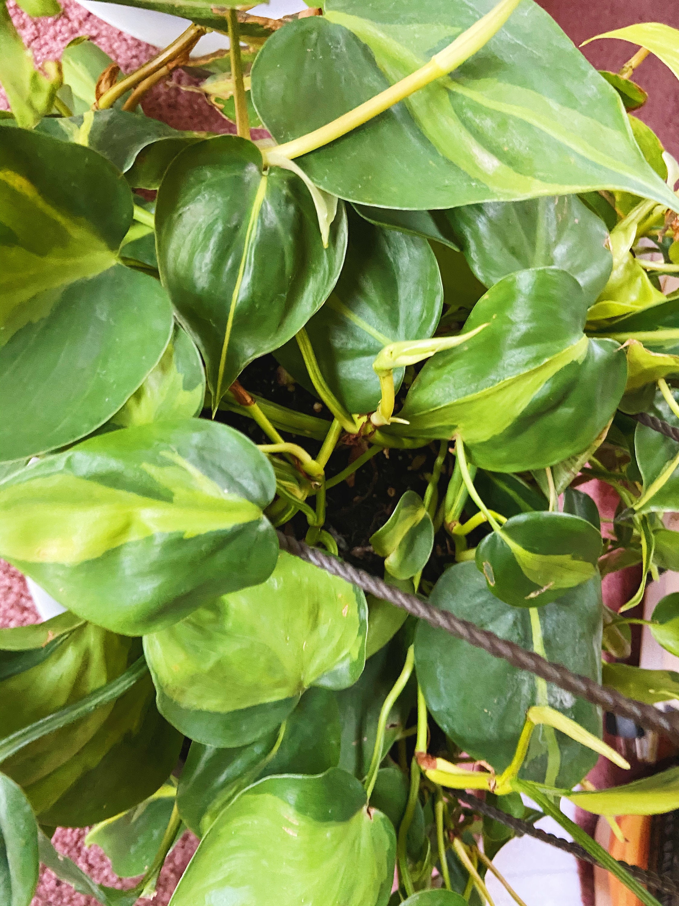 Philodendron Brazil | Etsy