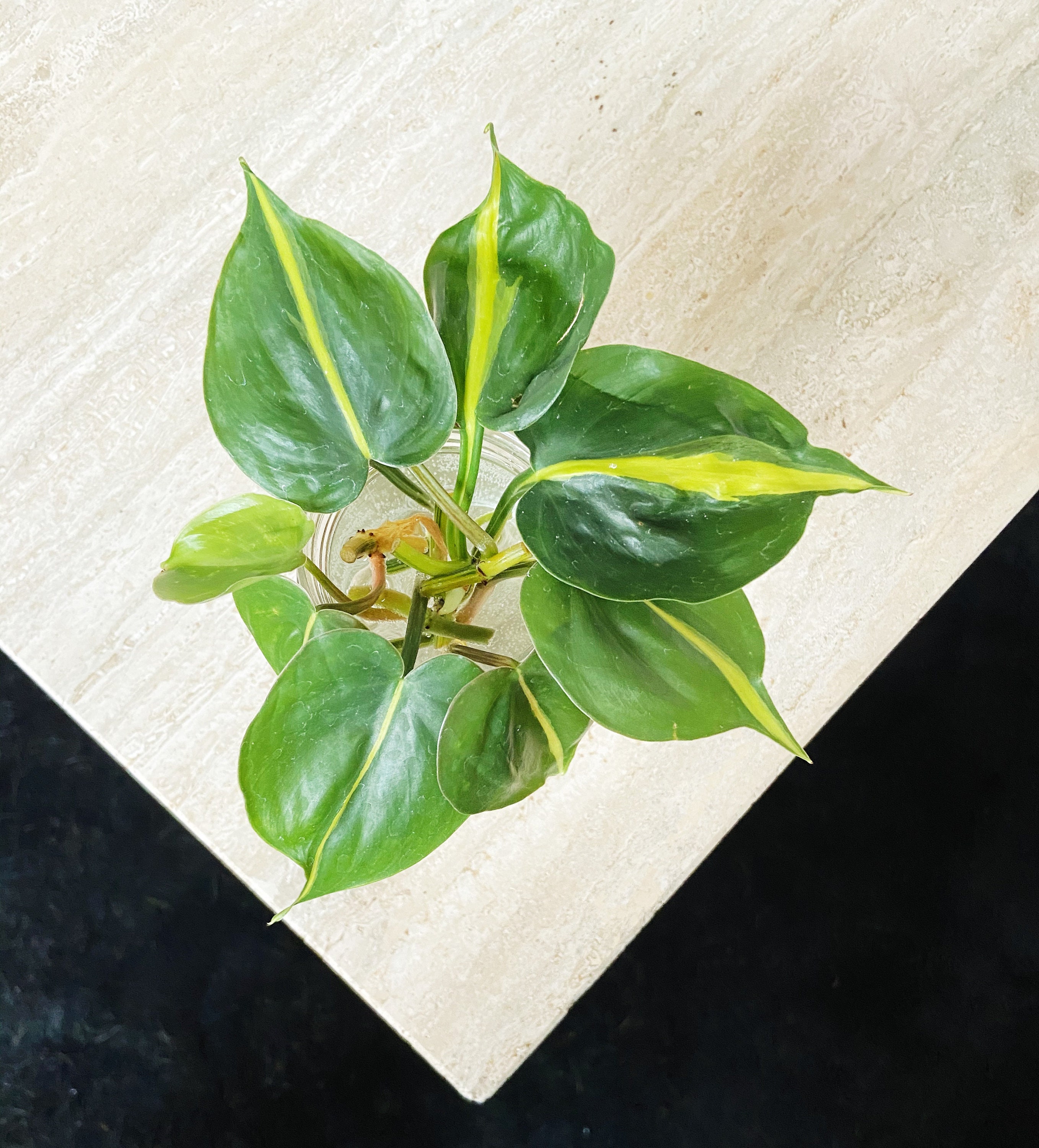 Philodendron Brazil | Etsy