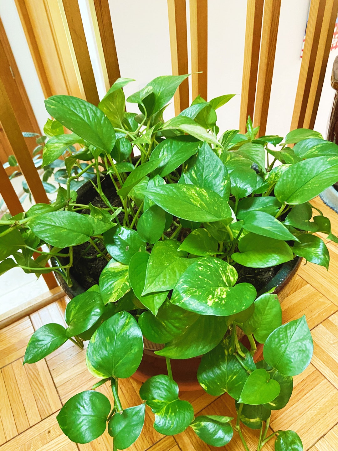 Golden Pothos Cuttings - Etsy
