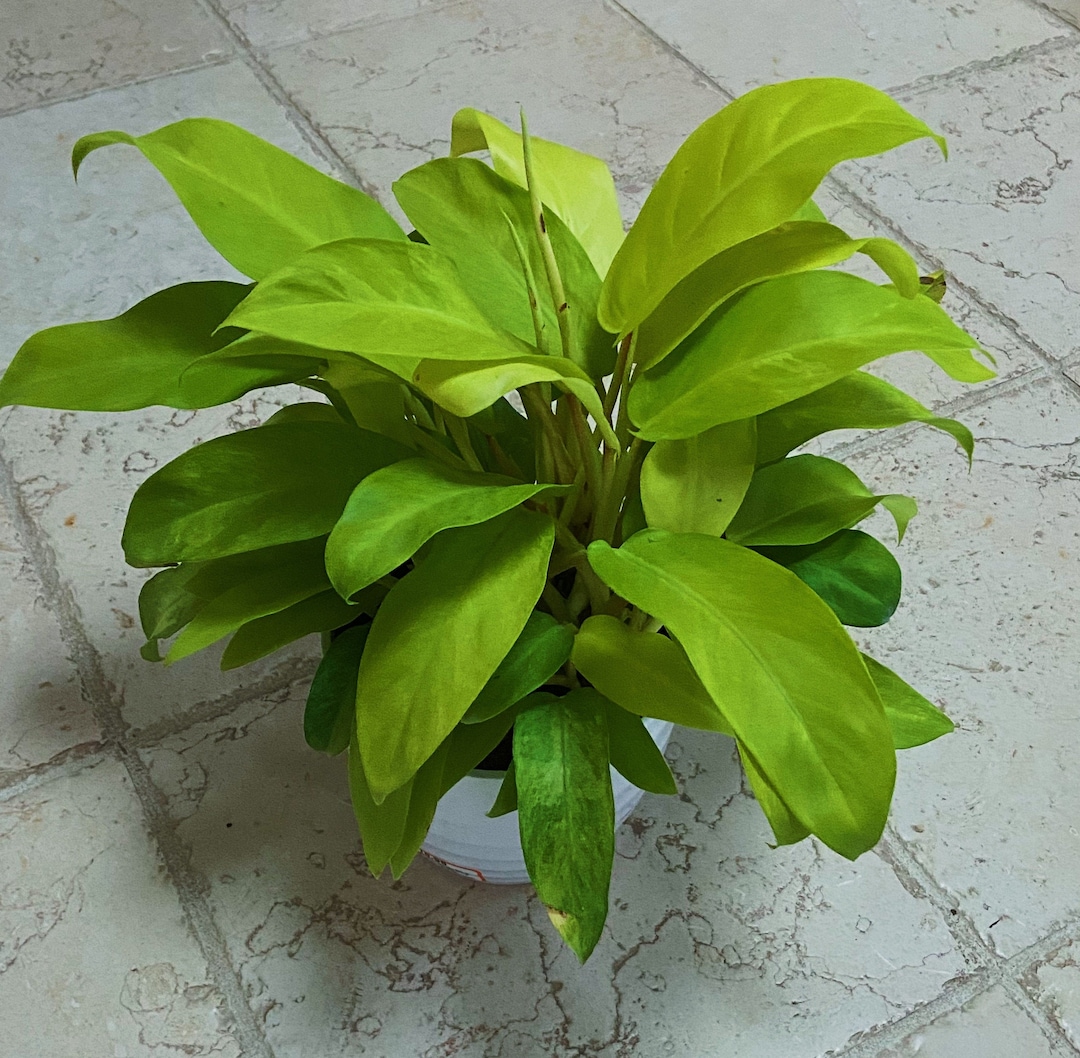 Golden Goddess Philodendron - Etsy