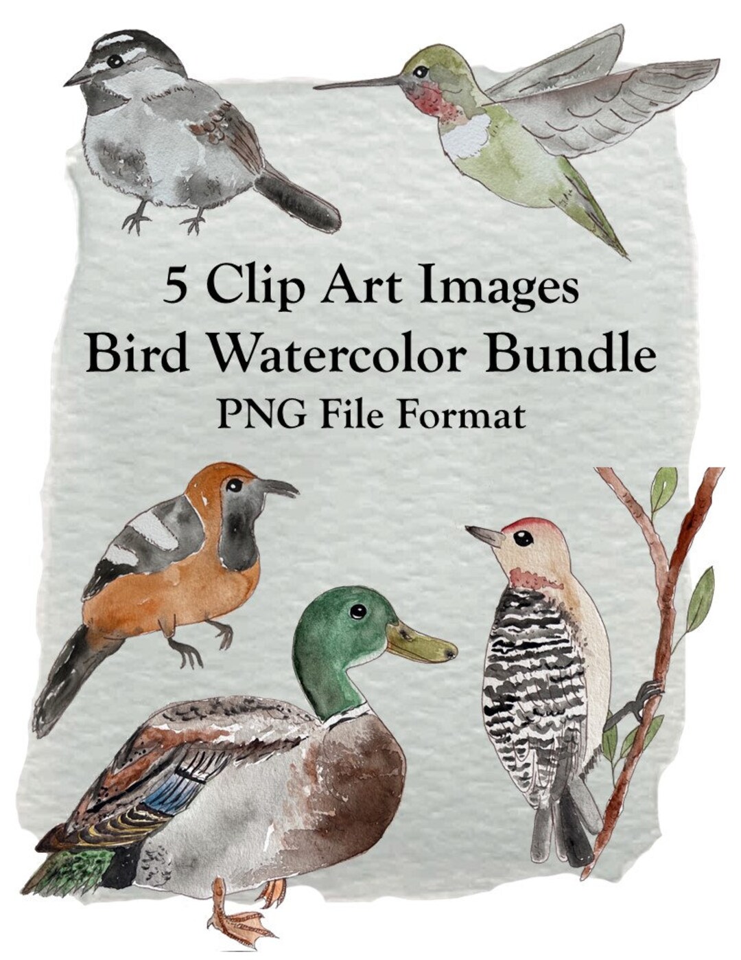 Bird PNG Clip Art Bundle Watercolor Birds Bird Clip Art - Etsy