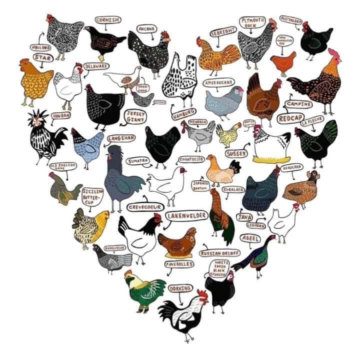Chickens Heart PNG File, Transparent Background, Farm Animals - Etsy