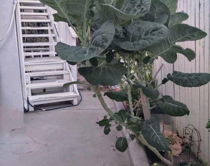 Tree Collard Cuttings - Etsy