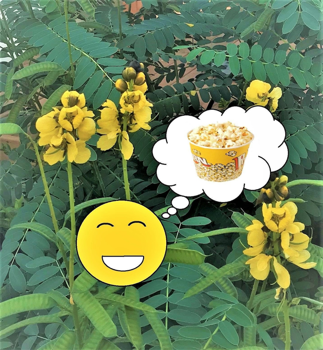 Popcorn Cassia Seeds: Senna Didymobotrya, Butterfly Garden - Etsy