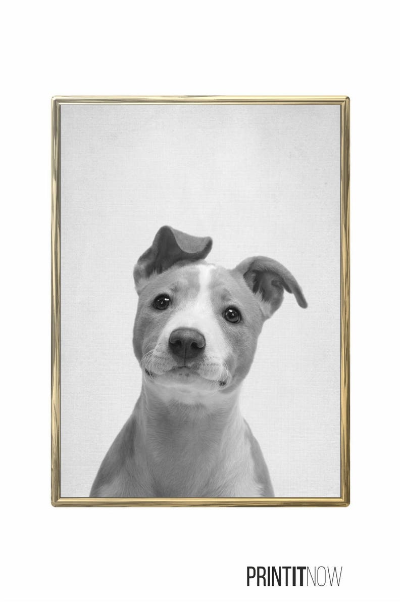 Dog Print Nursery Animal Decor Wall Art Dog Photo Large | Etsy
