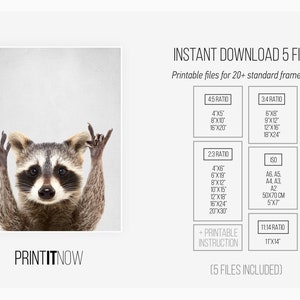 Cool Raccoon Print, Nursery Animal Decor Wall Art, Large Printable ...