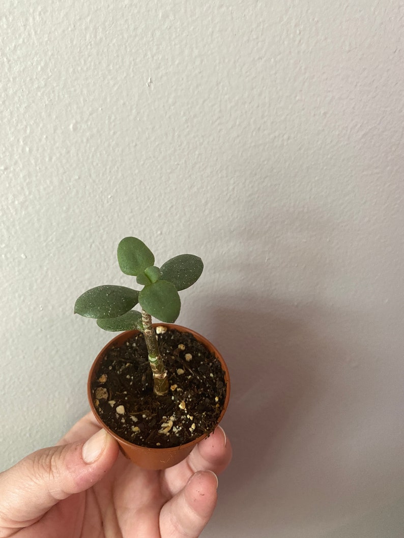 Baby Jade Plant - Etsy