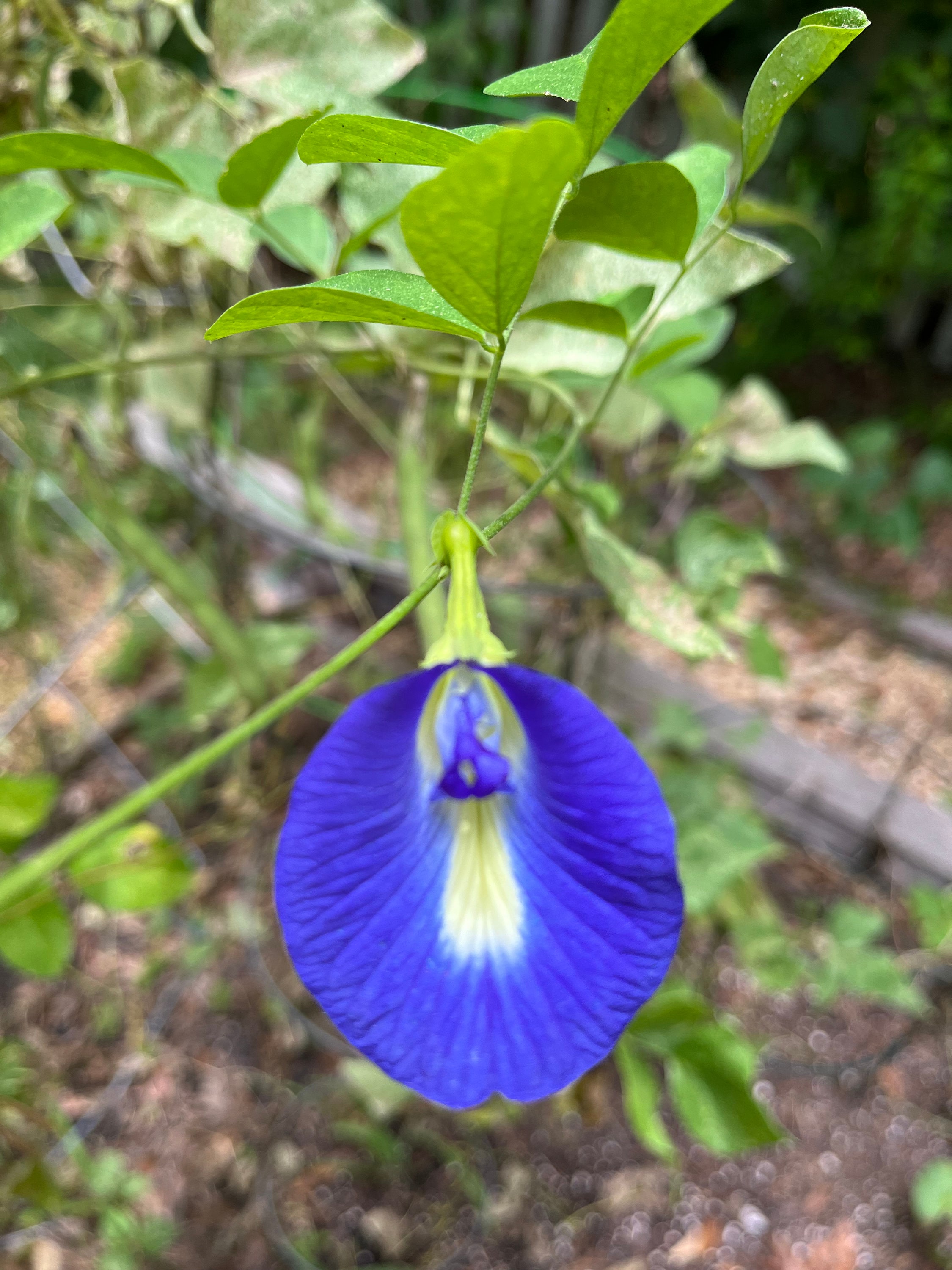 Butterfly Pea Flower Seeds - Etsy