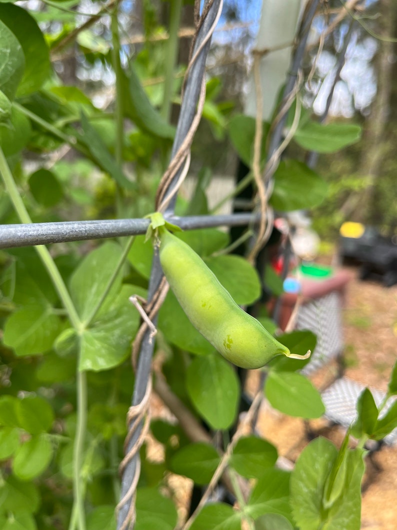 Sugar Snap Pea Seeds - Etsy