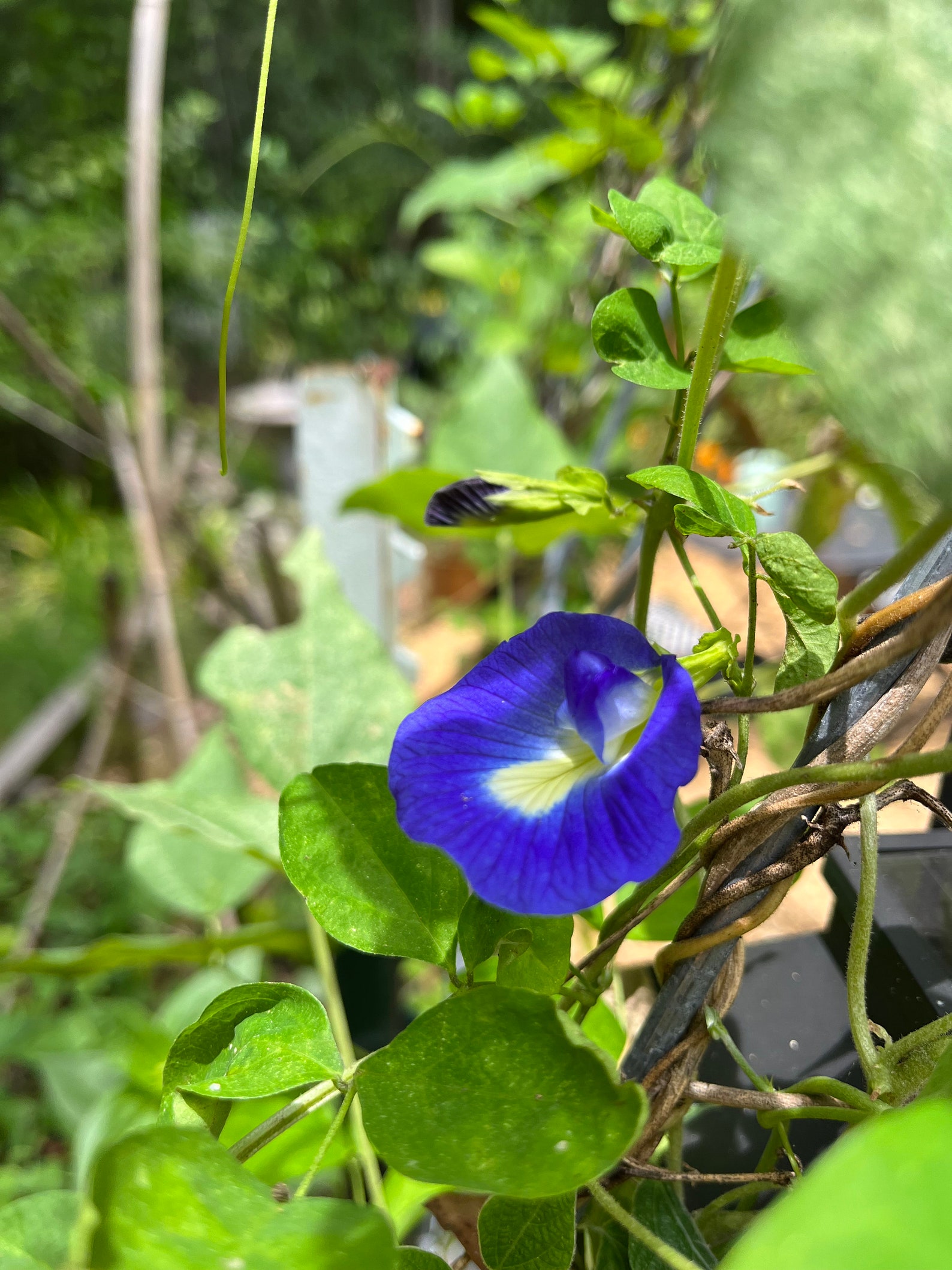 Butterfly Pea Flower Seeds - Etsy