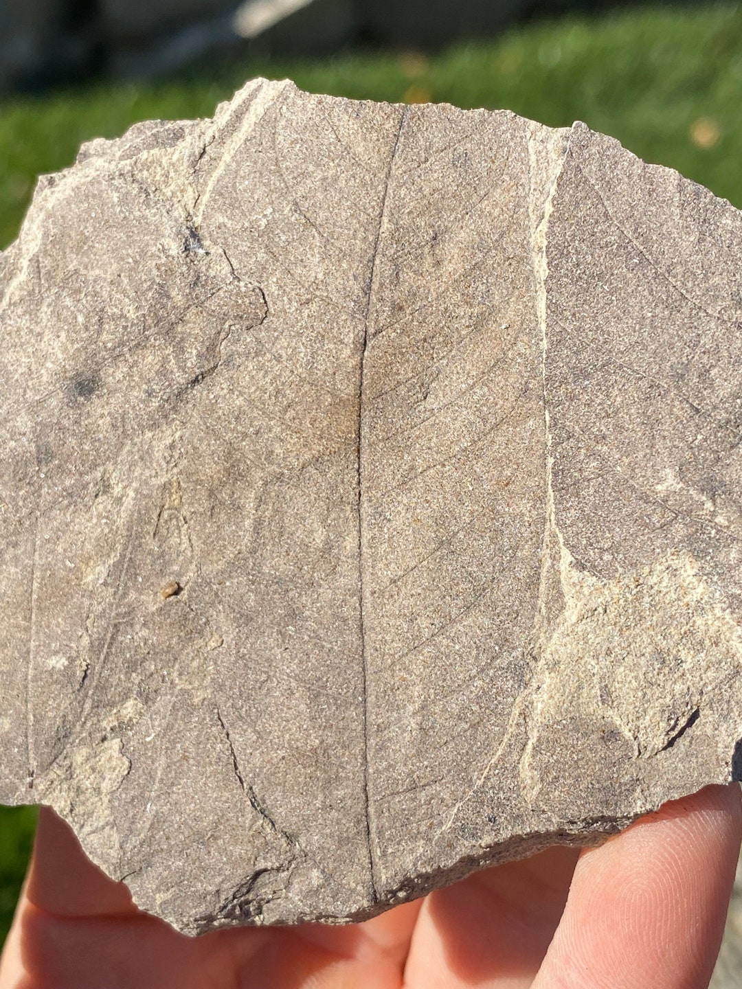 Leaf Fossil | Fossil Flora | Fossil Plant | Fossilized Organic Matter ...