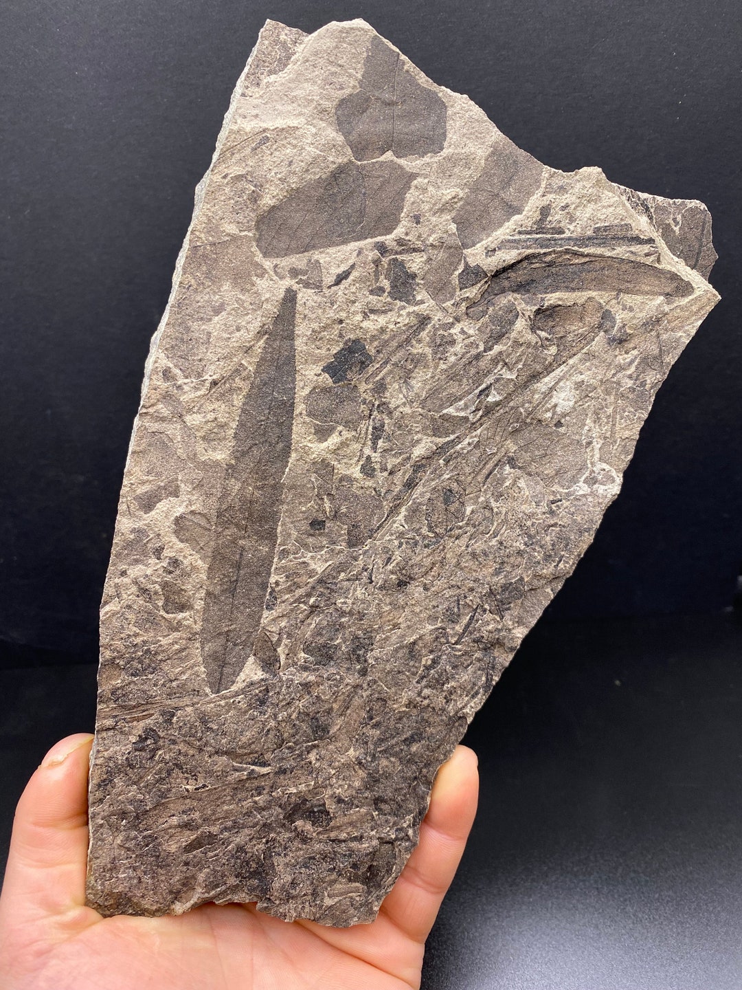 Leaf Fossil Fossil Flora Fossil Plant Fossilized Organic Matter Natural ...