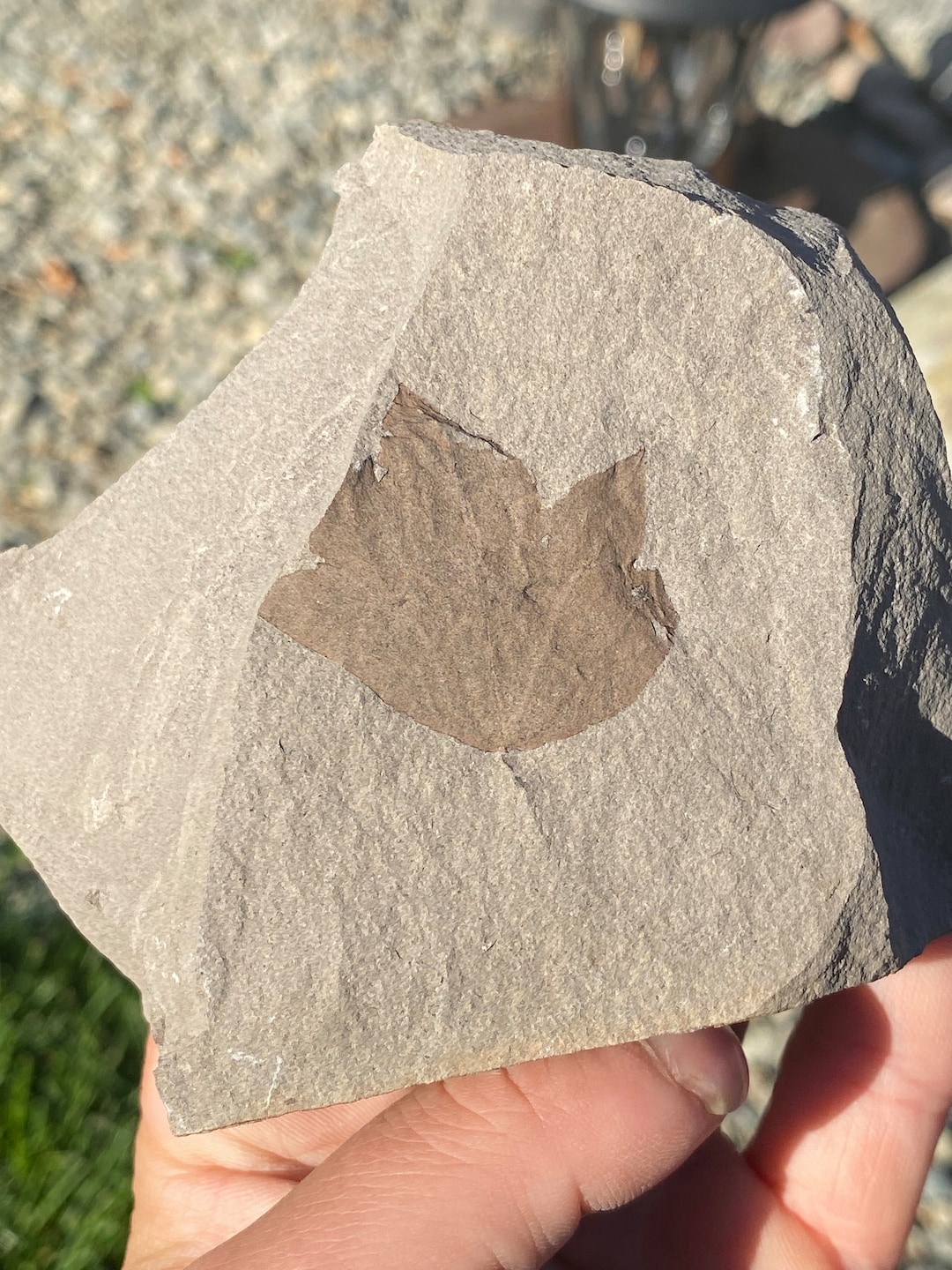 Leaf Fossil - Washington State - Etsy