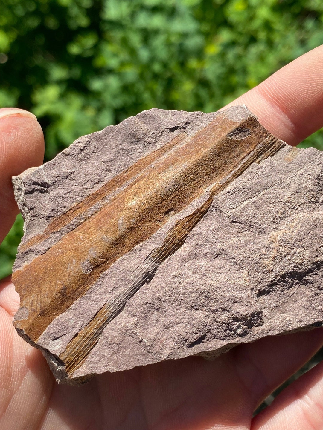 Wood Fossil Fossil Flora Fossil Plant Fossilized Organic Matter Natural ...