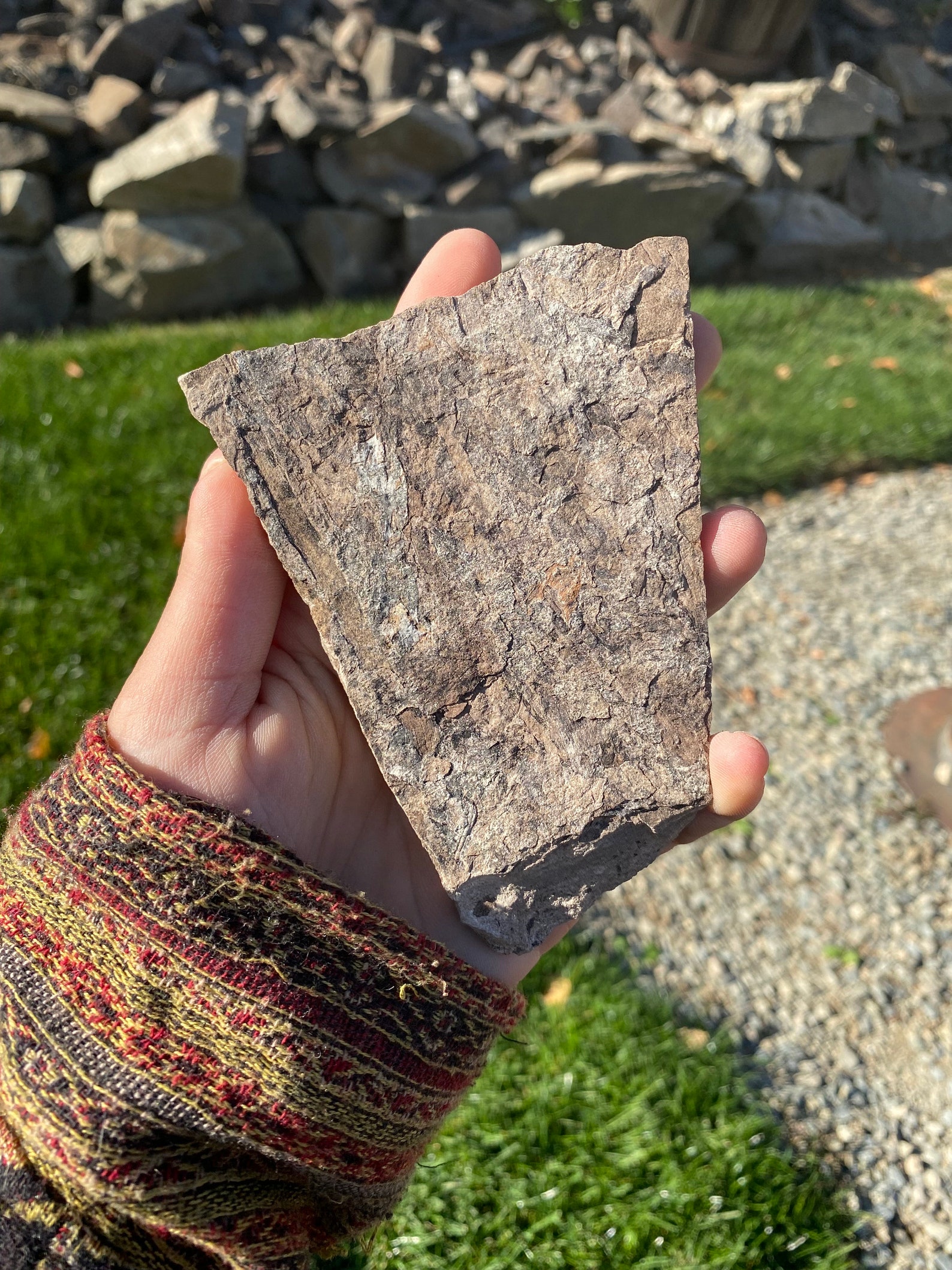 Leaf Fossil Fossil Flora Fossil Plant Fossilized Organic Matter Natural ...